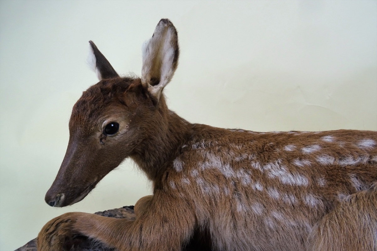 Fallow Deer Taxidermy