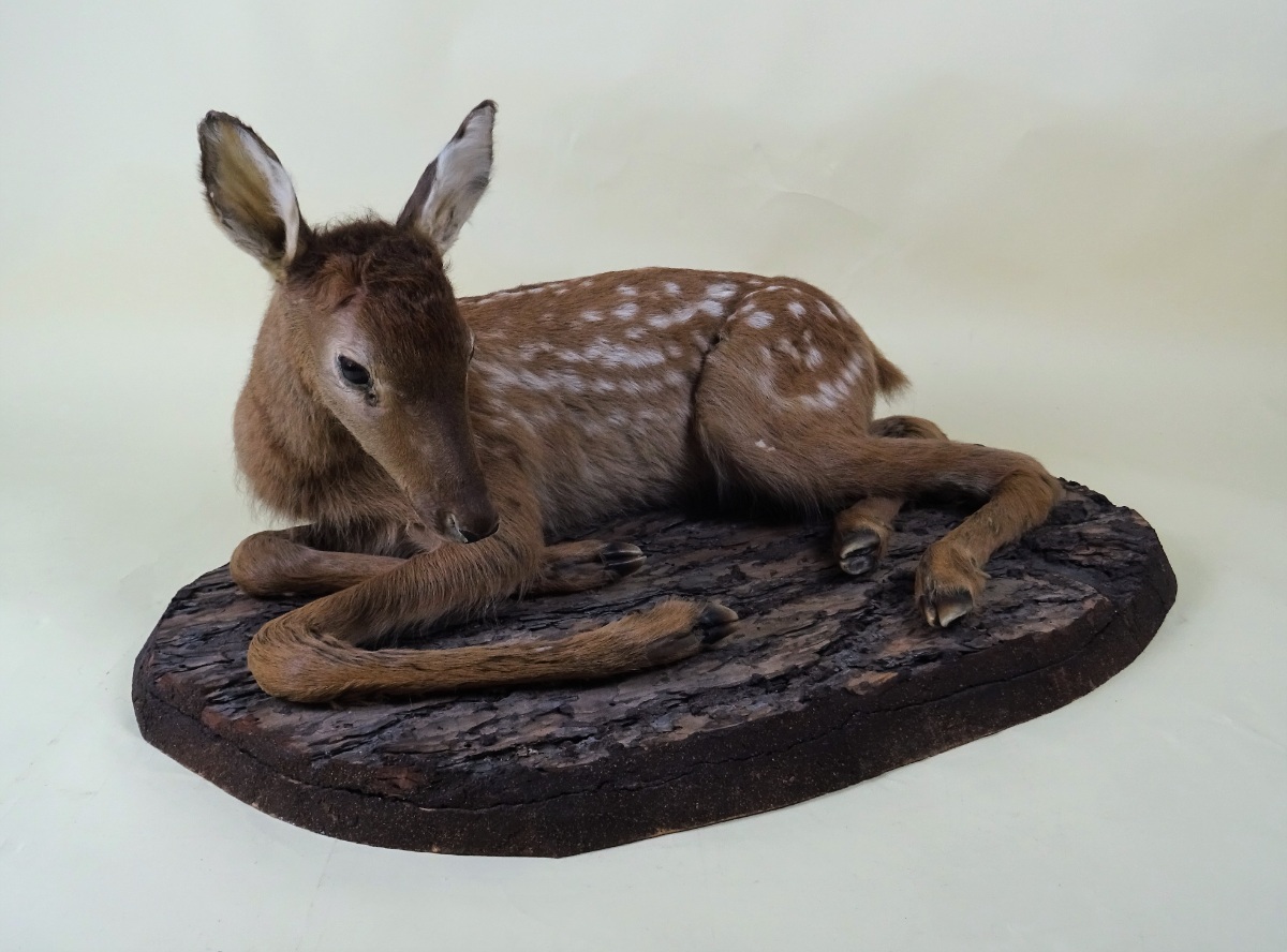 Fallow Deer Taxidermy