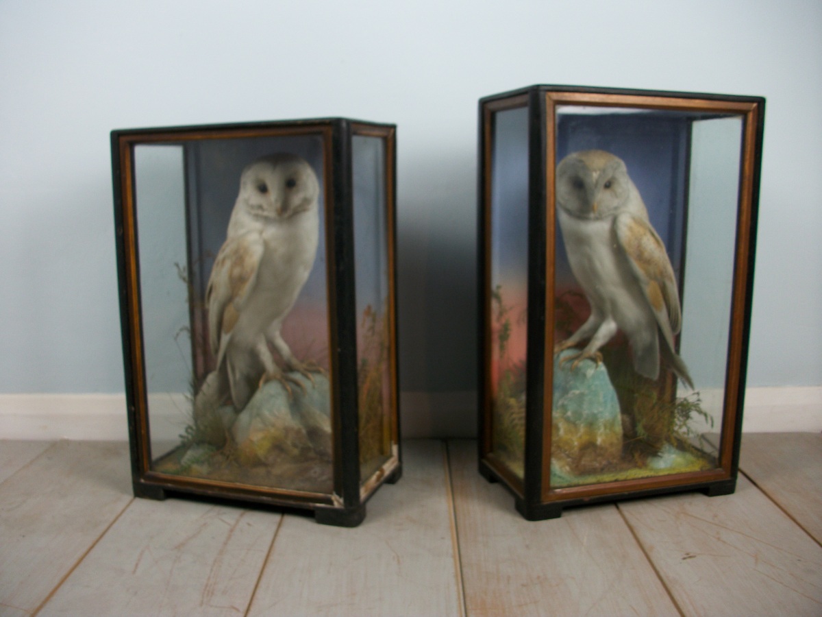 Victorian antique taxidermy by James Hutchings of Aberystwyth, Wales