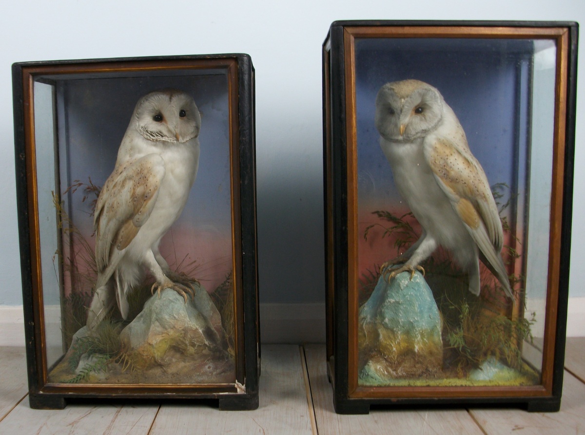 Victorian antique taxidermy by James Hutchings of Aberystwyth, Wales