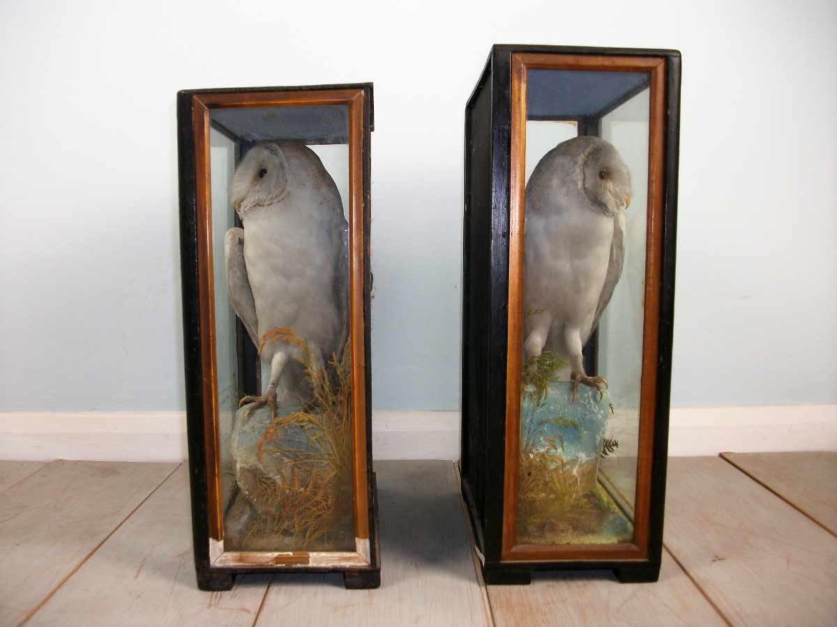 Victorian antique taxidermy by James Hutchings of Aberystwyth, Wales