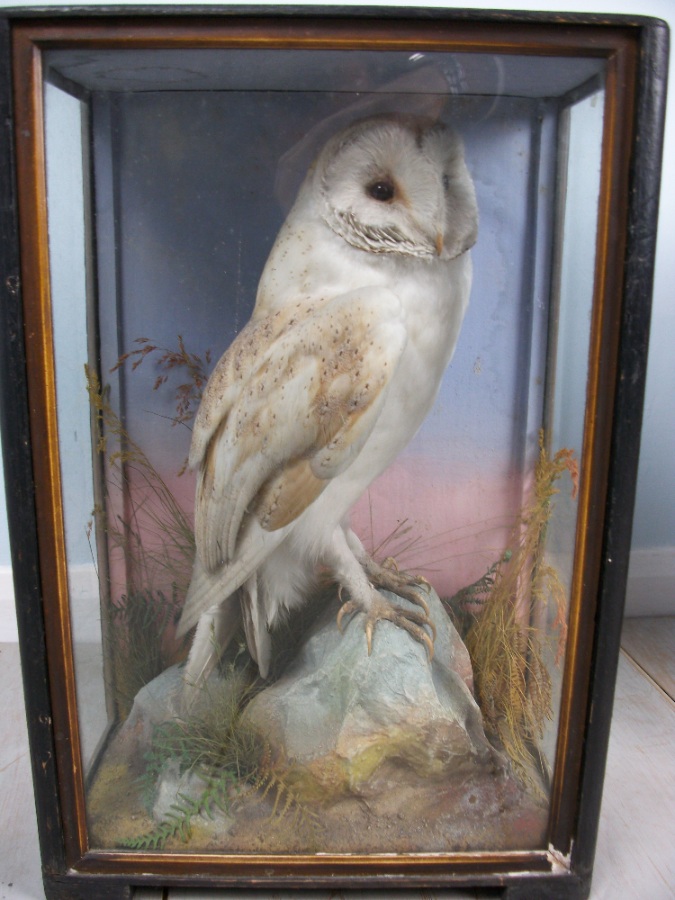 Victorian antique taxidermy by James Hutchings of Aberystwyth, Wales