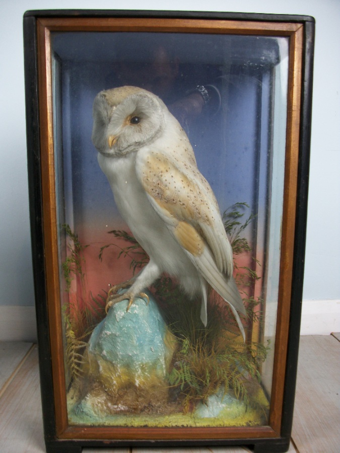 Victorian antique taxidermy by James Hutchings of Aberystwyth, Wales