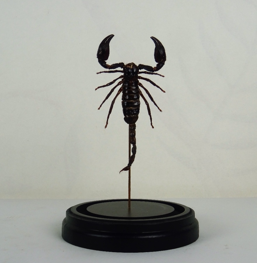 Specimen of a Scorpion