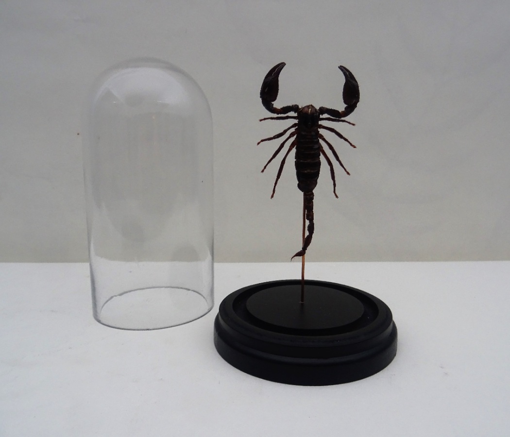 Specimen of a Scorpion